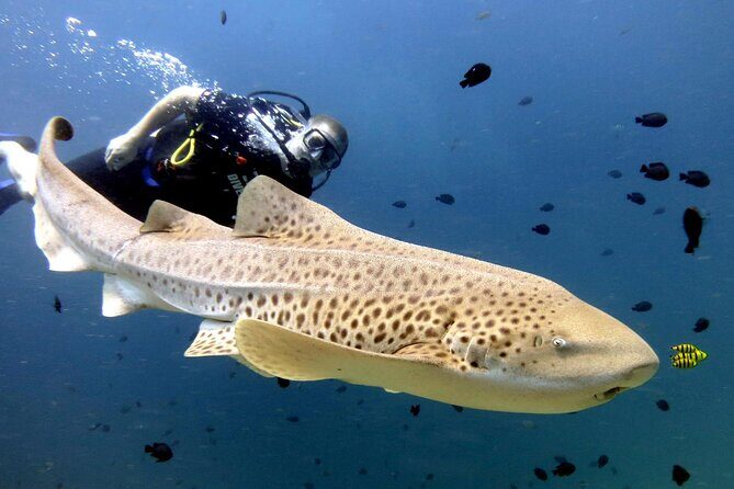 Full-Day Koh Phi Phi Scuba Diving Course from Phuket - Practical Details and Considerations