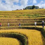 Full day motorbike Mu Cang Chai - An In-Depth Look at the Tour