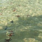 Full Day North of Phu Quoc Island Private Tour by Local Guide - The Practicalities: Transportation, Price, and Flexibility