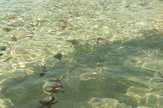 Full Day North of Phu Quoc Island Private Tour by Local Guide - The Practicalities: Transportation, Price, and Flexibility