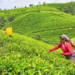 Full Day Nuwara Eliya City Tour | From Kandy - What Makes This Tour Stand Out?