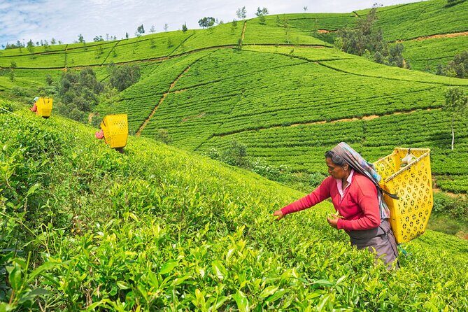 Full Day Nuwara Eliya City Tour | From Kandy - What Makes This Tour Stand Out?