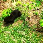 Full Day Orang Utan Sepilok, Proboscis Monkey, Sunbear, RDC - Practical Considerations