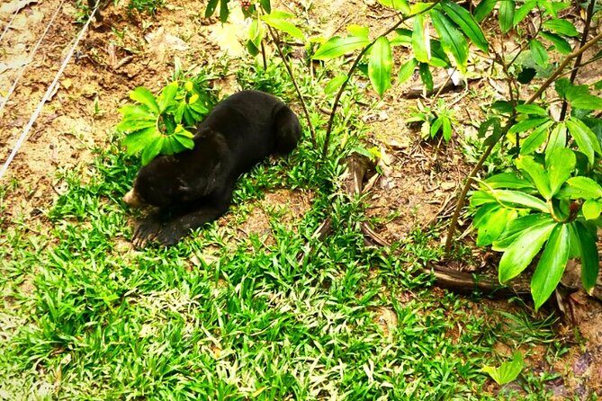 Full Day Orang Utan Sepilok, Proboscis Monkey, Sunbear, RDC - Practical Considerations