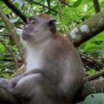 Full-Day Orangutans Adventure in Gunung Leuser - A Deep Dive into the Experience