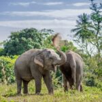 Full-Day Phuket Elephant Sanctuary Tour with Lunch and Dinner - The Sum Up