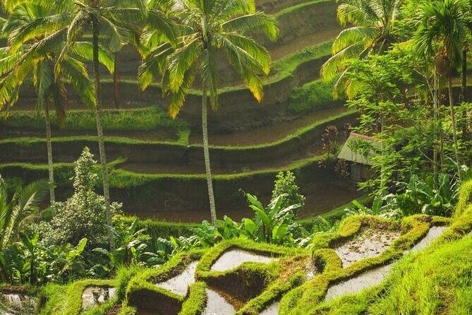Full-Day Private and Guided Tour Around Ubud - Who Should Consider This Tour?
