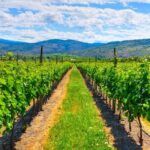 Full-Day Private Fraser Valley Wine Tour from Vancouver - Analyzing the Price and Value