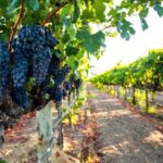 Full-Day Private Napa Valley Wine Tour from San Francisco - Who Will Love This Tour?