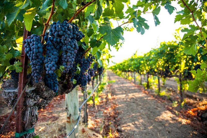 Full-Day Private Napa Valley Wine Tour from San Francisco - Who Will Love This Tour?