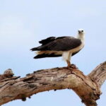 Full Day Private Safari at Yala National Park by La Safari Inn Tours - Transportation and Group Size