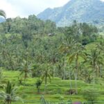 Full Day Private Tour in North Bali - Logistics & Practicalities