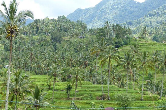 Full Day Private Tour in North Bali - Logistics & Practicalities