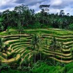 Full Day Private Tour in Ubud Indonesia - Tegalalang Rice Terrace: Iconic Bali Views