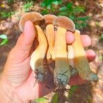 Full Day Private Tour Sightseeing to Phu Quoc with Licensed Guide - FAQ