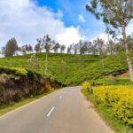 Full-Day Private Tour to Munnar from Kochi with Lunch - Why choose this tour?