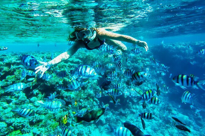 Full-Day Reef Snorkeling in Cozumel from Cancun with Lunch - Highlights and Possible Drawbacks