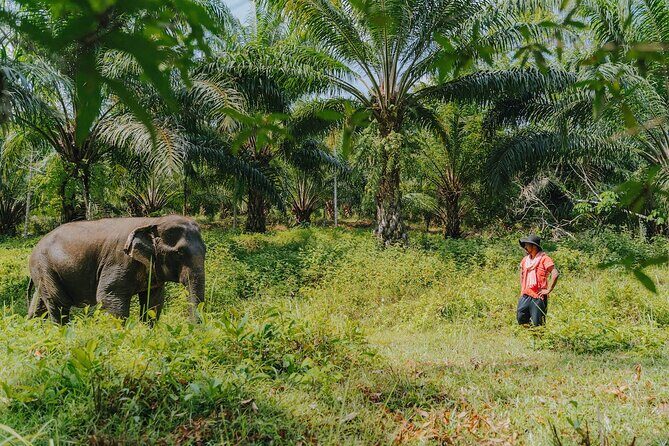 Full-Day Rescued Elephant Walk with Guide Tour in Khaolak - The Practicalities: Price, Group Size, and Comfort