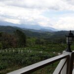 Full Day Sabah Tea Plantation & WWII Memorial - The Practicalities: What Travelers Need to Know