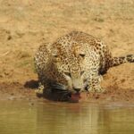 Full day Safari - Yala National Park - 04.30 am to 06.00 pm with - Janaka safari - A Full-Day Journey into Sri Lanka’s Wildlife