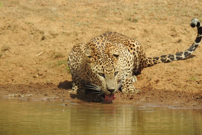 Full day Safari - Yala National Park - 04.30 am to 06.00 pm with - Janaka safari - A Full-Day Journey into Sri Lanka’s Wildlife