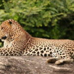 Full Day Shared Safari at Yala National Park by Yala La Safari Tours - Who Might Want to Think Twice?