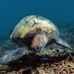 Full Day Snorkeling in Perhentian Island - The Practical Bottom Line