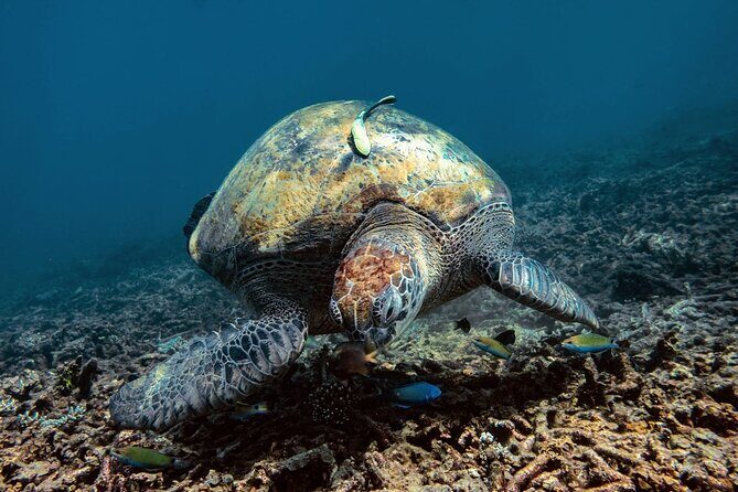 Full Day Snorkeling in Perhentian Island - The Practical Bottom Line