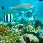 Full-Day Speedboat Guided Tour With Sea Walking Included Lunch And Entrance Fees - Transport, Timing, & Practical Details