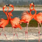 Full Day Tour from Cancun Rio Lagartos and Las Coloradas - Who Will Love This Tour?