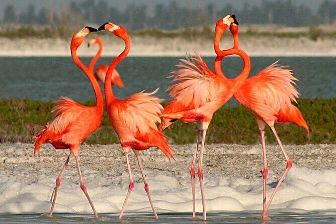 Full Day Tour from Cancun Rio Lagartos and Las Coloradas - Who Will Love This Tour?