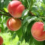 Full Day Tour in Mount Fuji and Oishi Park with Fruit Picking - What Makes This Tour Stand Out?