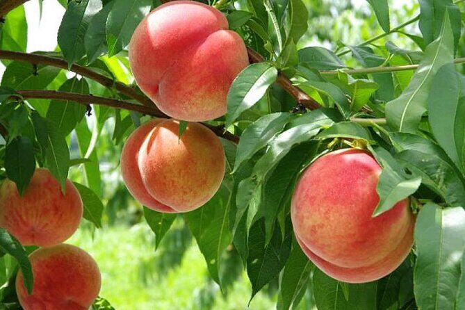 Full Day Tour in Mount Fuji and Oishi Park with Fruit Picking - What Makes This Tour Stand Out?