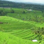 Full Day Tour: Jatiluwih Rice Terrace Tour by Volkswagen (VW) - The Itinerary in Detail
