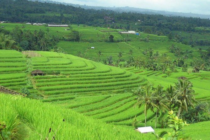 Full Day Tour: Jatiluwih Rice Terrace Tour by Volkswagen (VW) - The Itinerary in Detail