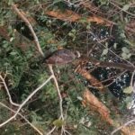 Full day tour to Dambulla, Sigiriya, Elephant Safari from Colombo - Transport and Practicalities