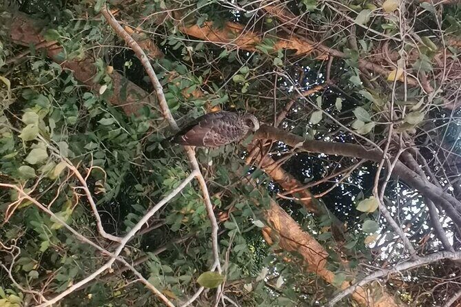 Full day tour to Dambulla, Sigiriya, Elephant Safari from Colombo - Transport and Practicalities