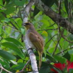 Full-Day Trekking Explore Cat Ba National Park, Viet Hai Village - Who Will Enjoy This Tour?