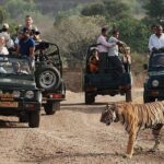 Full-Day Trip to Ranthambore National Park from Jaipur - Who Should Book This Tour?