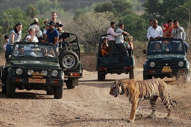 Full-Day Trip to Ranthambore National Park from Jaipur - Who Should Book This Tour?