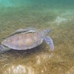 Full Day Tulum Paradise Beach - A Perfect Balance of Culture, Nature, and Relaxation