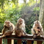 Full day ubud trip Bali Rafting and Ubud Tour - Logistics and Practicalities