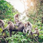 Full Day: Visit UBUD VILLAGE and Around - Famous Sightseeing Tours in Bali - Who Would Love This Tour?