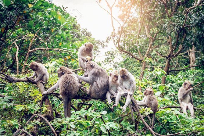 Full Day: Visit UBUD VILLAGE and Around - Famous Sightseeing Tours in Bali - Who Would Love This Tour?