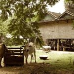 Full-day: Wat Banan. Old bamboo train. Bat Cave. Killing cave - Who Will Love This Tour?