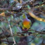 Full Day Wilpaththu National Park Safari (All Inclusive) - Who Should Consider This Tour?