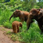 Full-day with CHIANGMAI ELEPHANT CARE and Sticky waterfall - What Makes This Tour Stand Out?