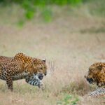 Full Day Yala Safari with Picnic Lunch from Hambantota Harbour - Transportation and Timing