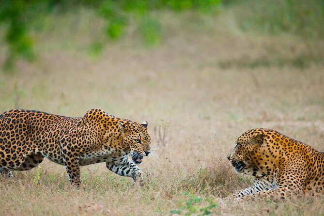 Full Day Yala Safari with Picnic Lunch from Hambantota Harbour - Transportation and Timing