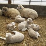 Full-Day Yangpyeong Star Gazing Tour - Stop 2: Mulmalguem Market